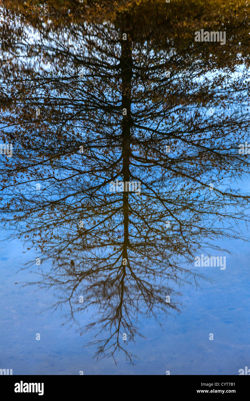 Skeletal tree hi-res stock photography and images - Alamy