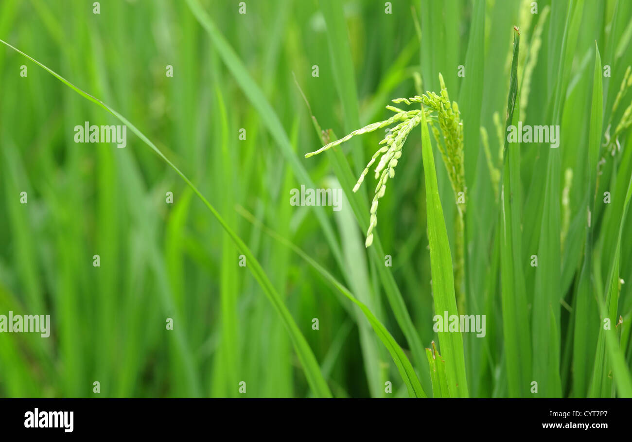 paddy rice in field Stock Photo - Alamy
