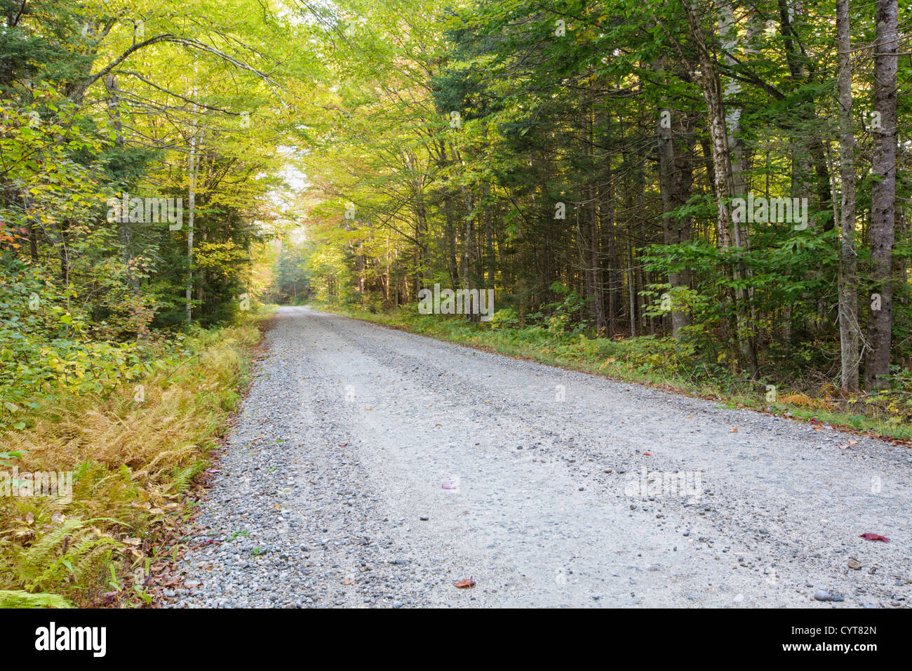 Autumn foliage along Gale River Loop Road in Bethlehem, New Hampshire ...