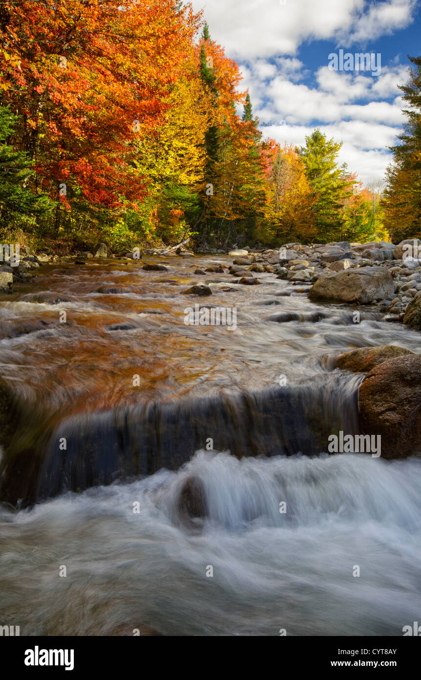 Gale River Forest - Autumn foliage along the Gale River in the White ...