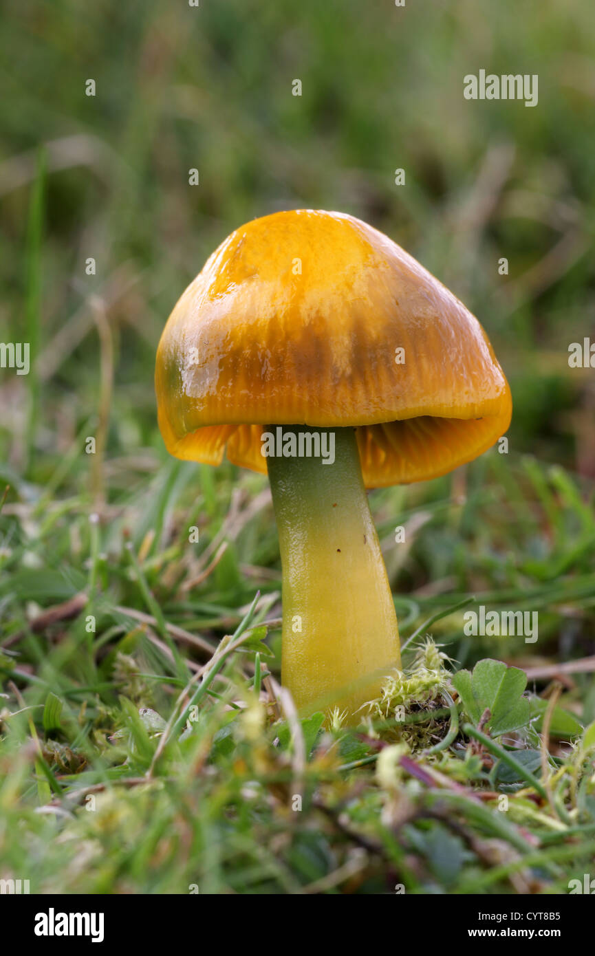 Mushroom fungus toadstool waxcap hi-res stock photography and images ...