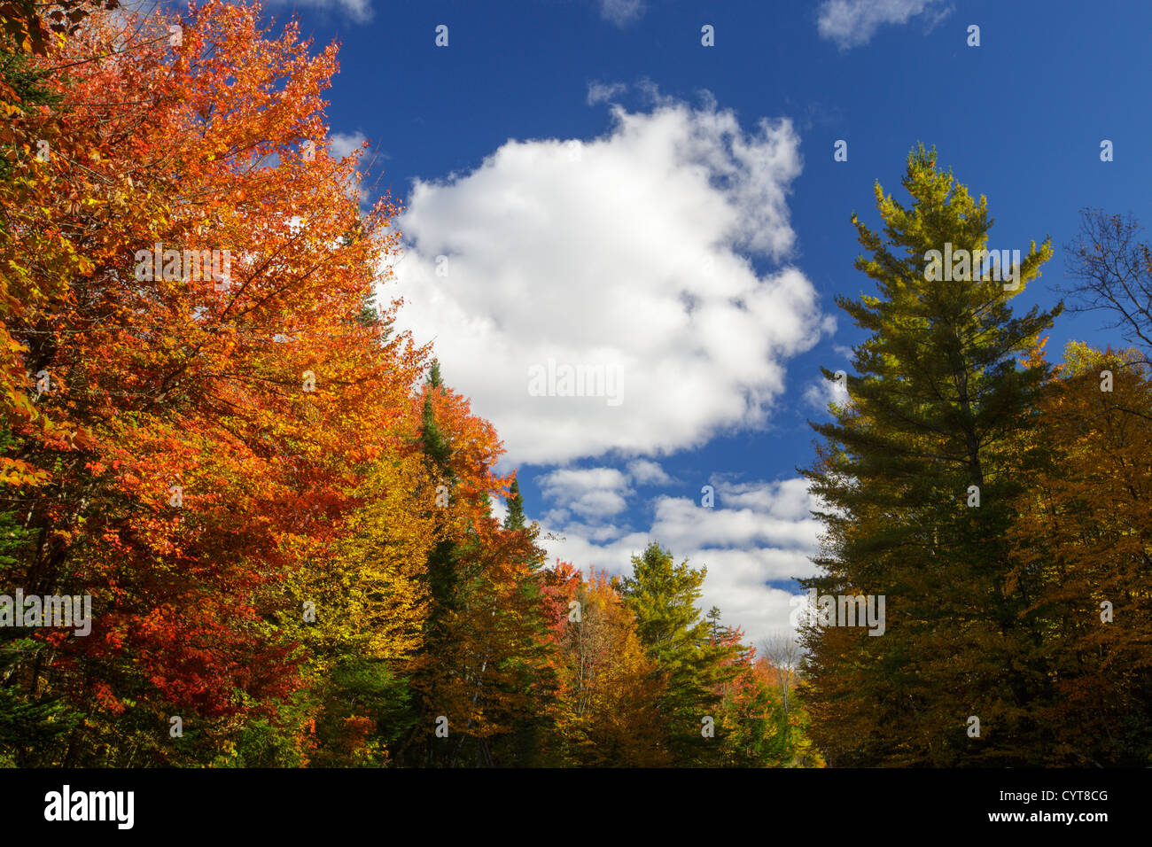 Gale River Forest - Autumn foliage along the Gale River in the White ...