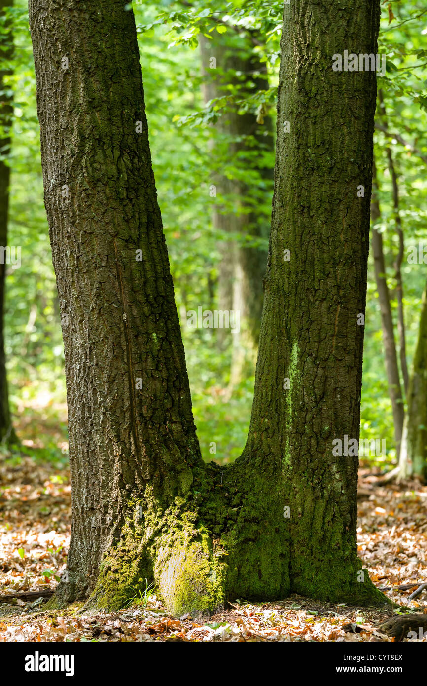 Old oak forest Stock Photo - Alamy