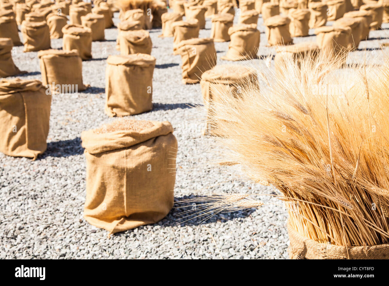 Wheat sacks during a sunny day in a warm summer season Stock Photo - Alamy