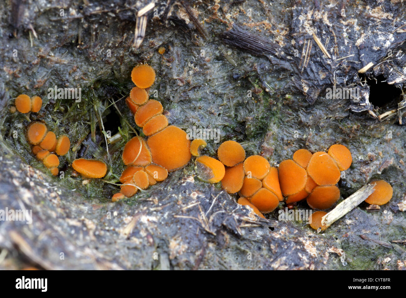Cheilymenia stercorea hi-res stock photography and images - Alamy