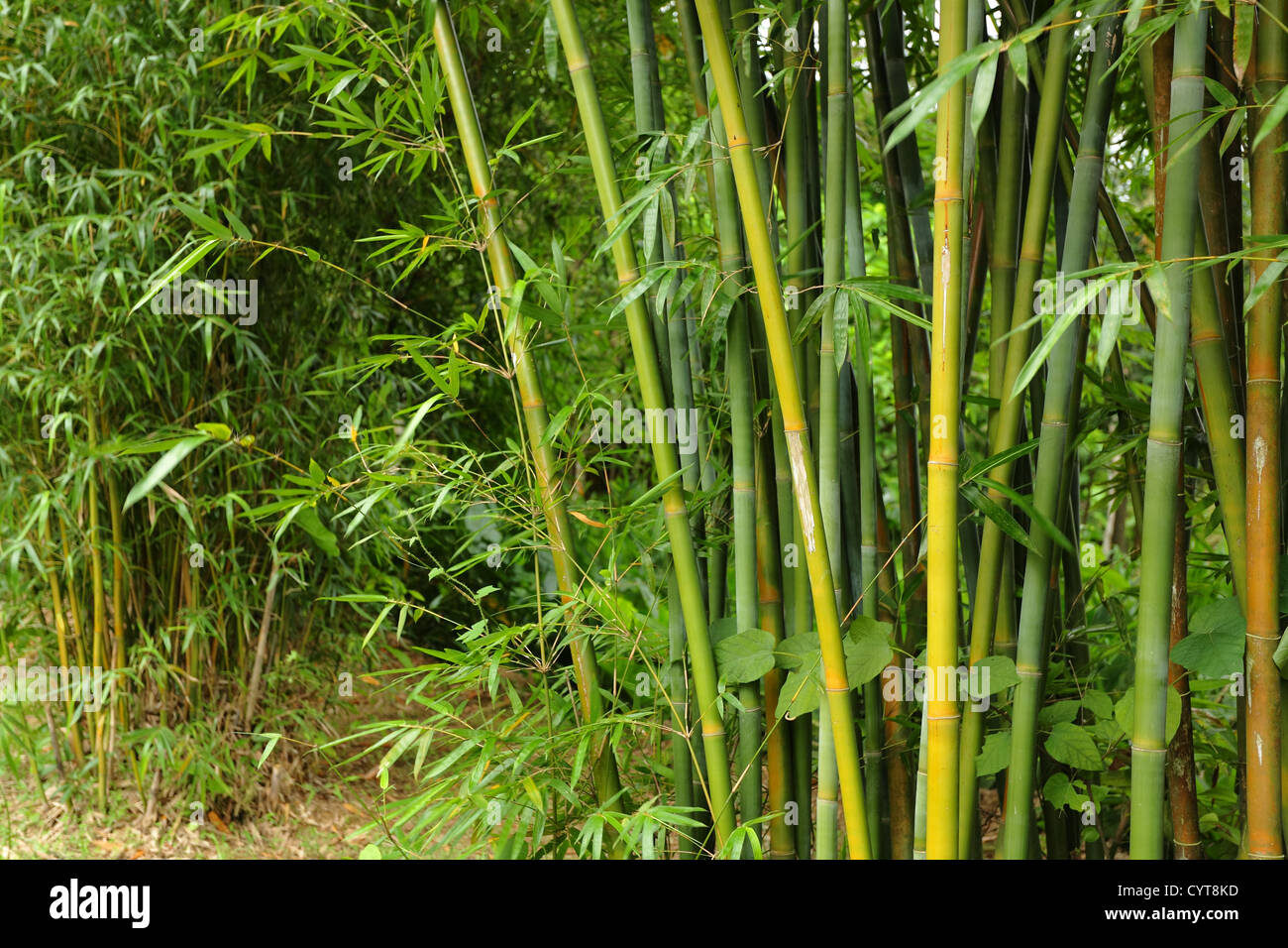 Bamboo forest background Stock Photo - Alamy