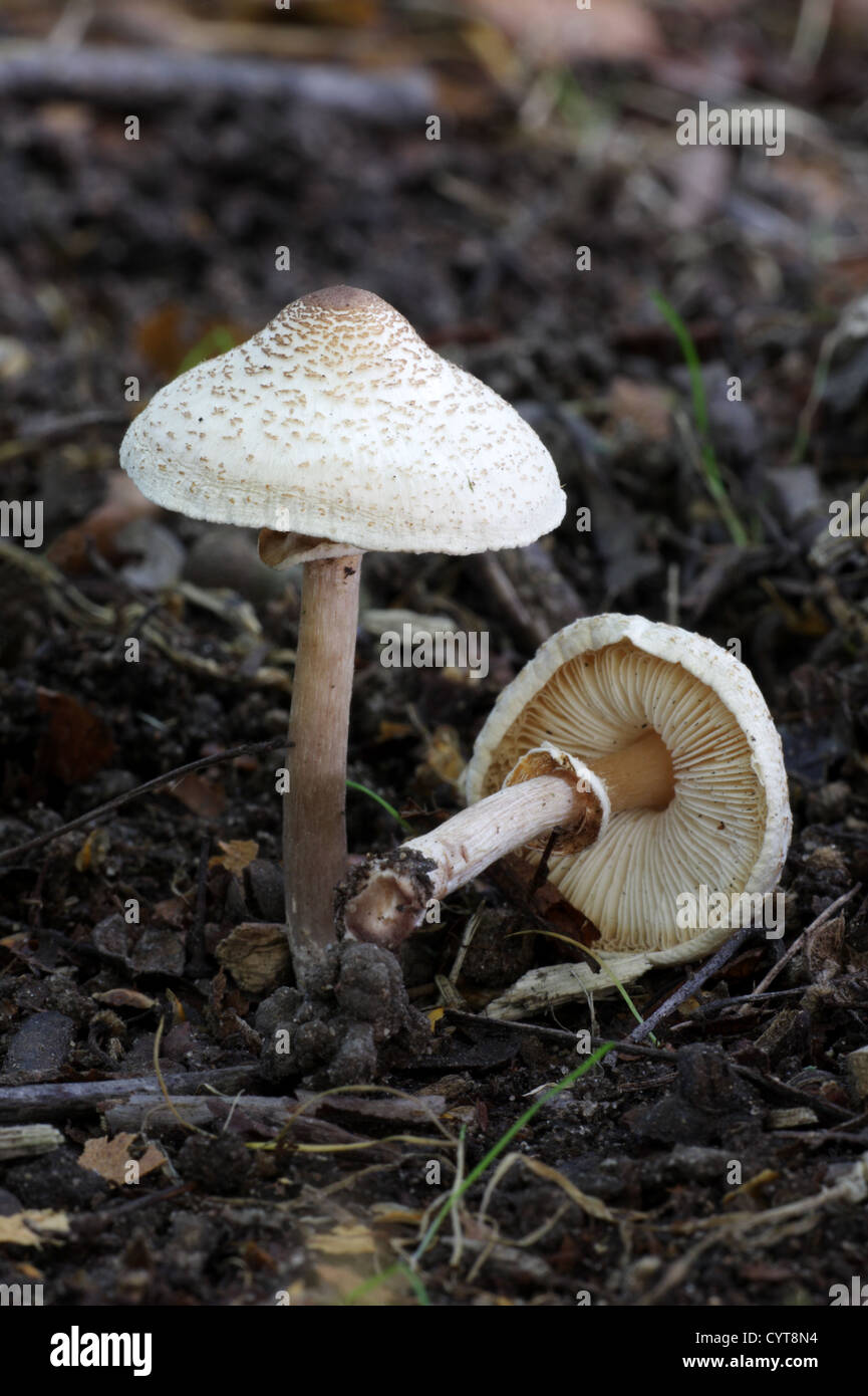 Stinking Parasol - Lepiota cristata Stock Photo - Alamy