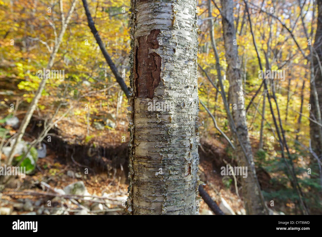 Tree wound hi-res stock photography and images - Alamy