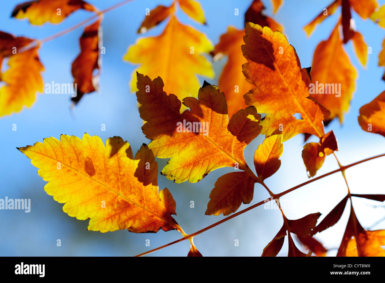photos of plant leaves in nature in autumn Stock Photo - Alamy