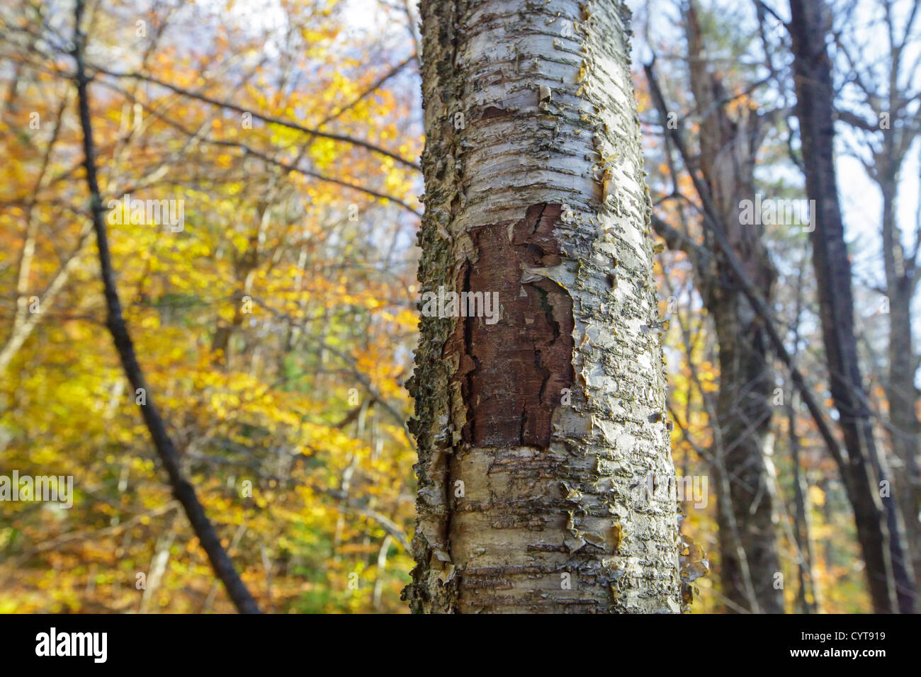 Blaze trail tree bark hi-res stock photography and images - Alamy
