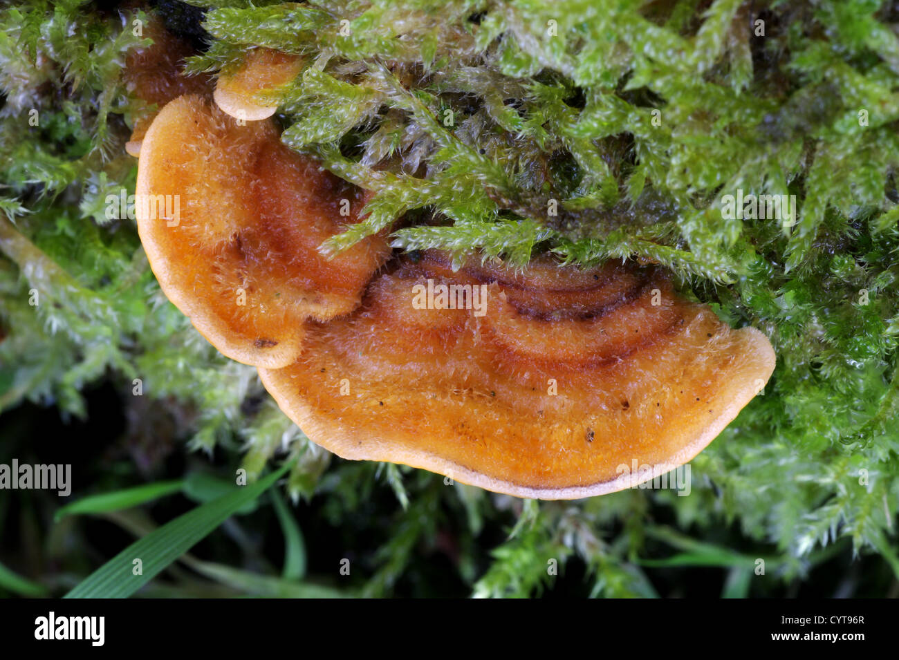 Hairy Stereum High Resolution Stock Photography and Images - Alamy
