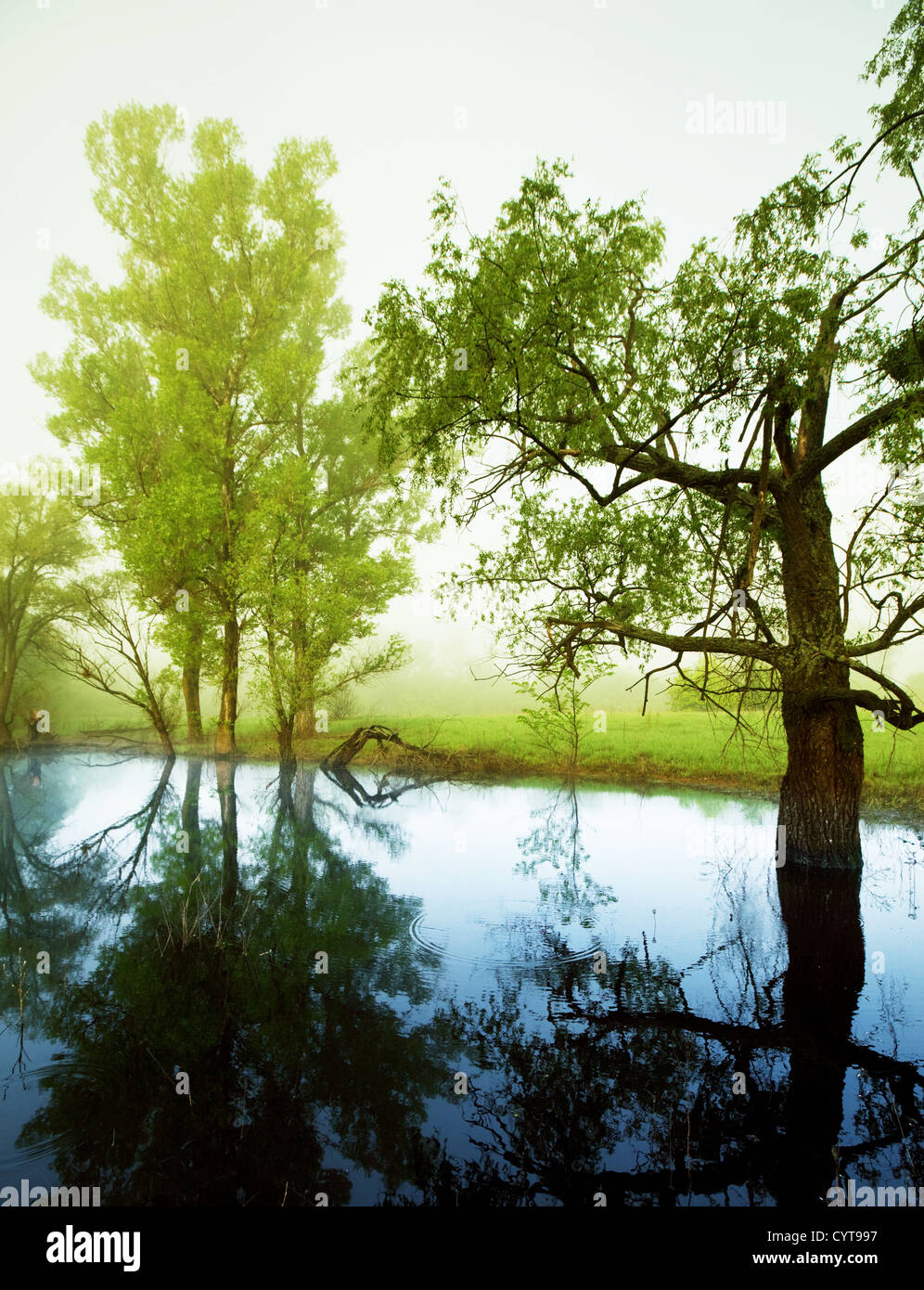 Magic forest of misty Stock Photo - Alamy