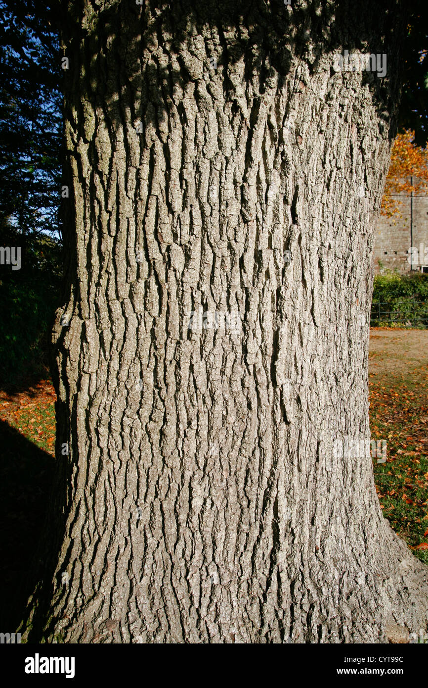 Oak tree bark Goodrich Herefordshire England UK Stock Photo - Alamy