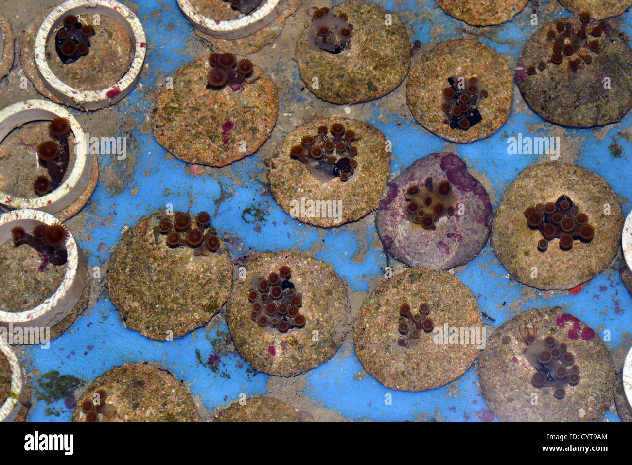 Madolenihmw High Resolution Stock Photography and Images - Alamy