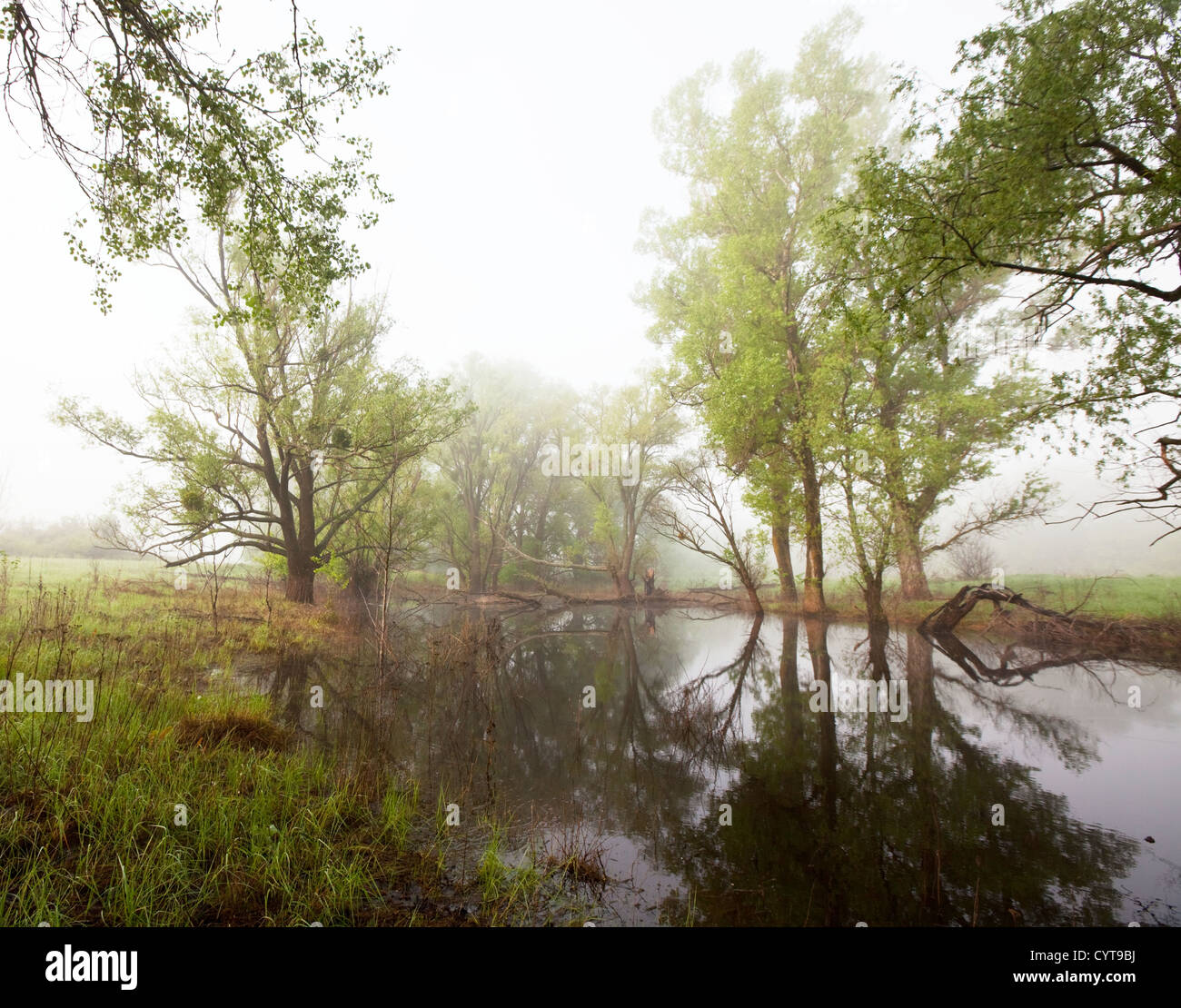 fog in spring forest Stock Photo - Alamy