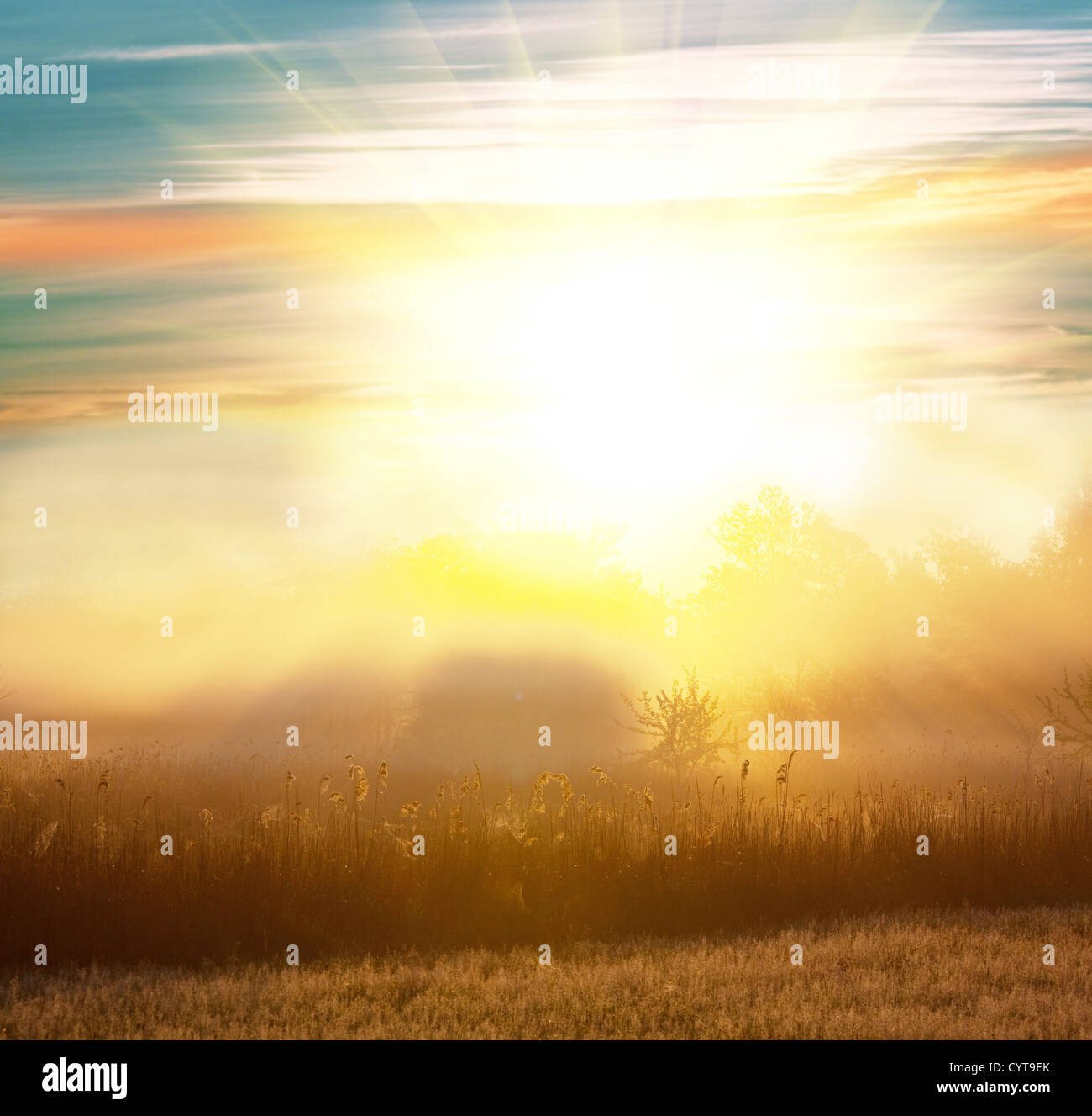 Magic forest of misty Stock Photo - Alamy