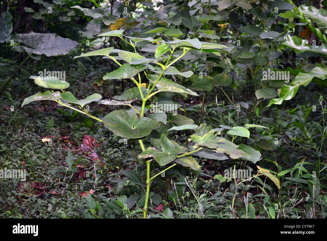 Sakau pohnpei micronesia hi-res stock photography and images - Alamy