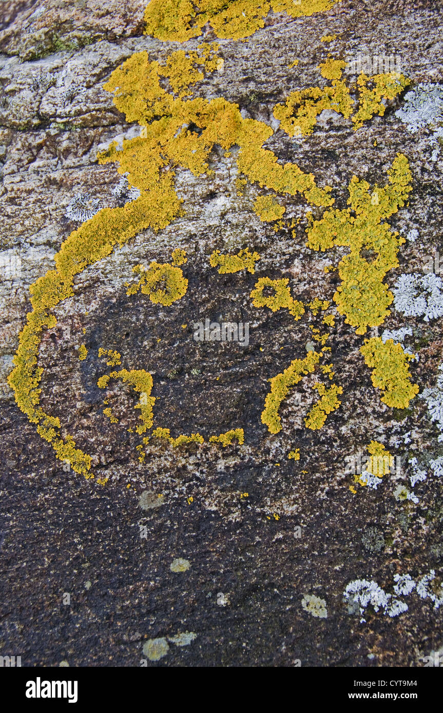 A smiley made from moss Stock Photo - Alamy