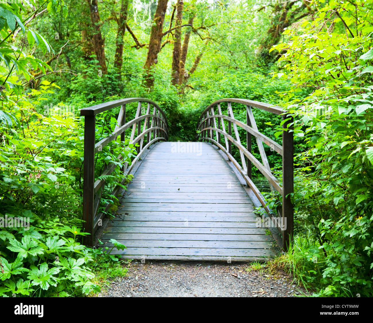 boardwalk in forest Stock Photo - Alamy