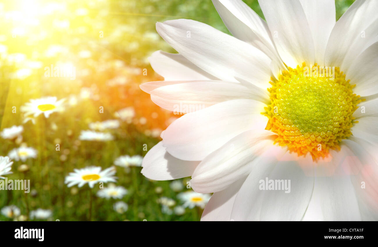 Large daisy in a sunlit field of flowers Stock Photo - Alamy