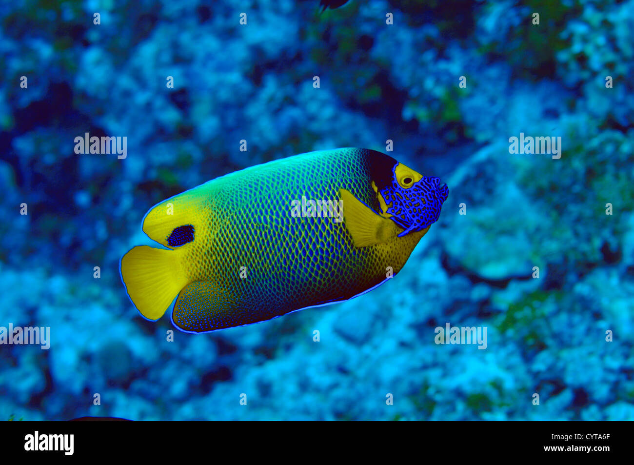 Yellow-mask angelfish, Pomacanthus xanthometopon, Pohnpei, Federated ...