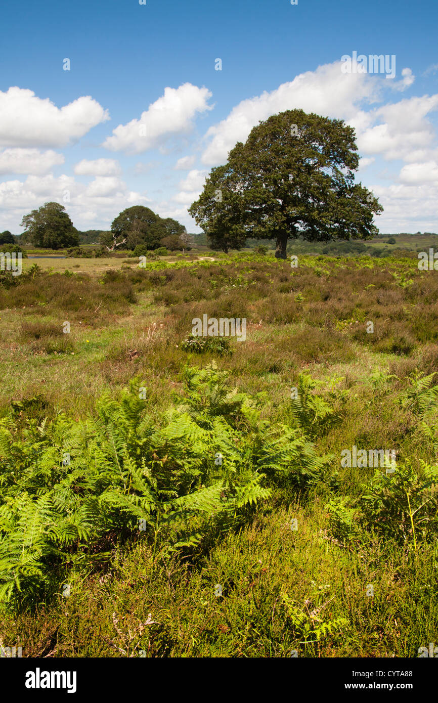 Bracken and oak trees on a glorious day in the New Forest Stock Photo ...