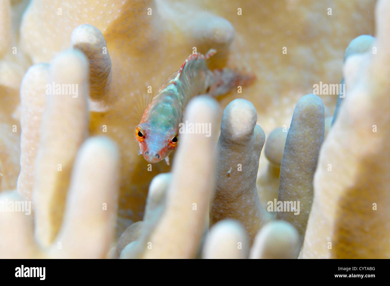 Finger coral hi-res stock photography and images - Alamy