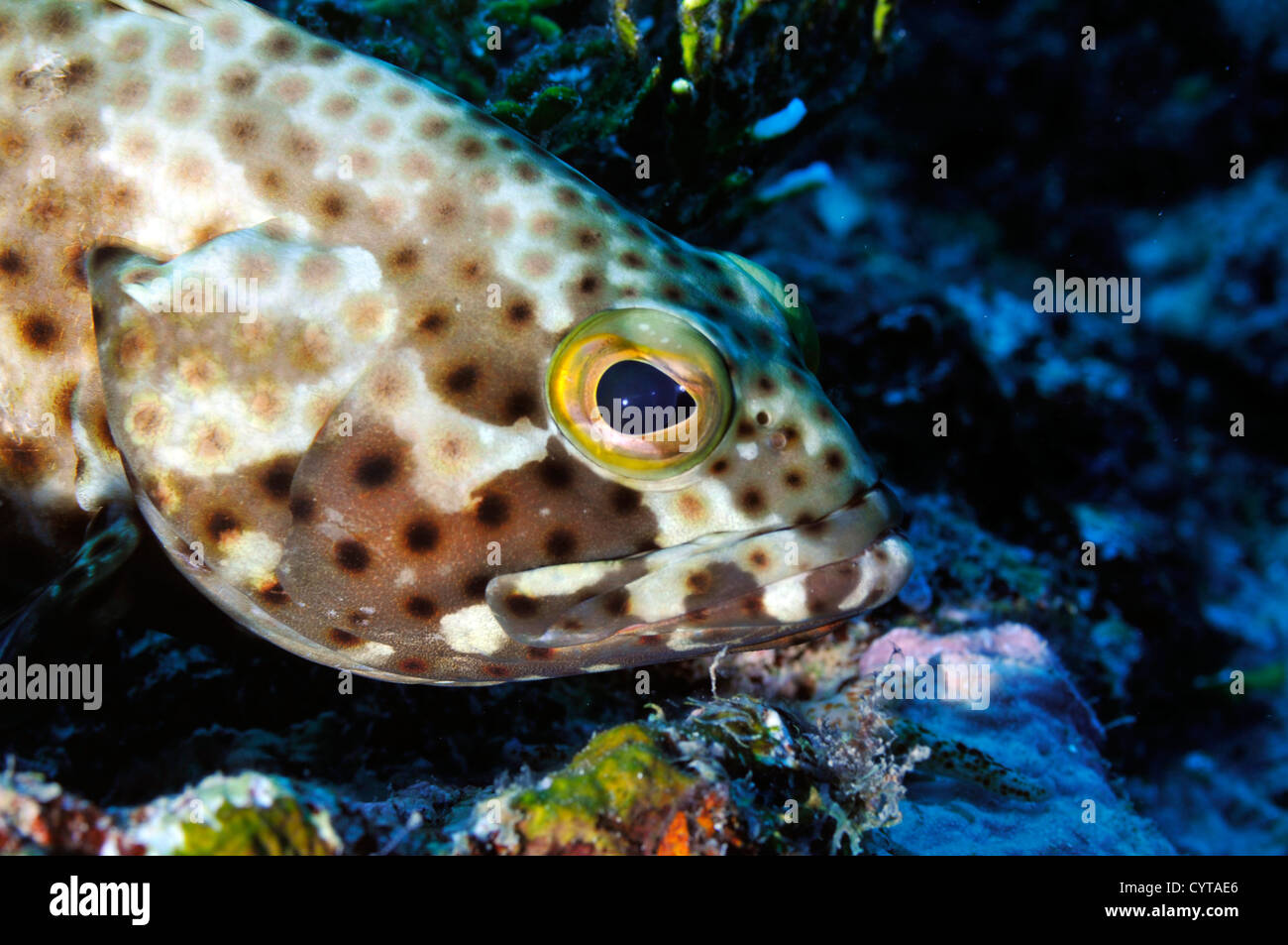 Spotted grouper fish hi-res stock photography and images - Alamy