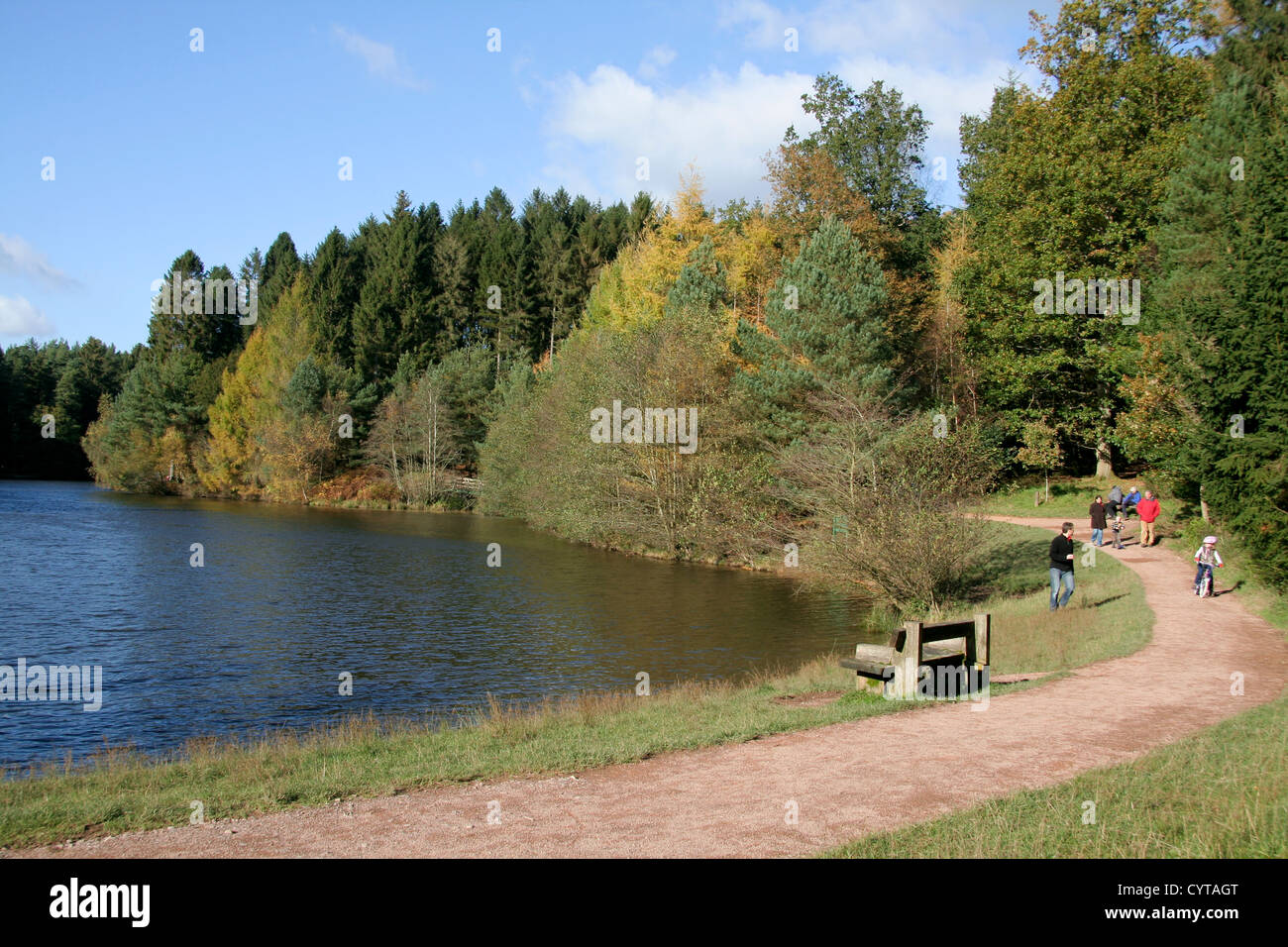 autumn Mallards Pike Lake Forest of Dean Gloucestershire England UK ...