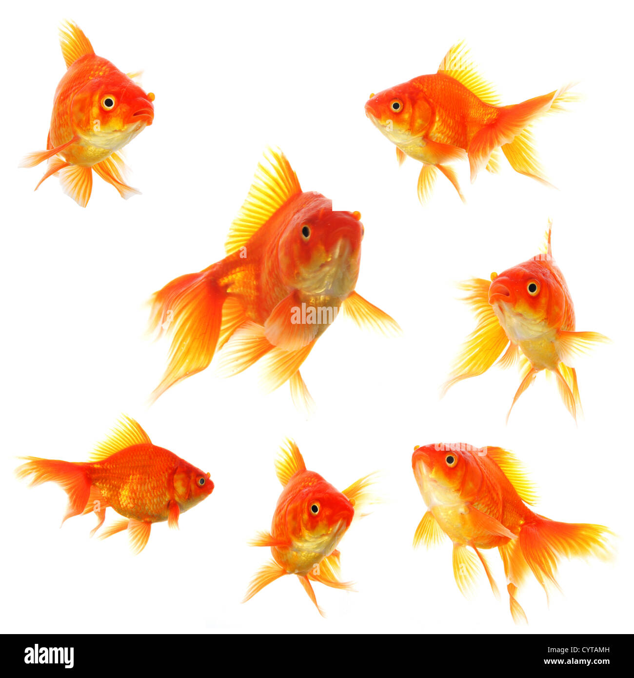 goldfish collection or group or fishes isolated on white background ...