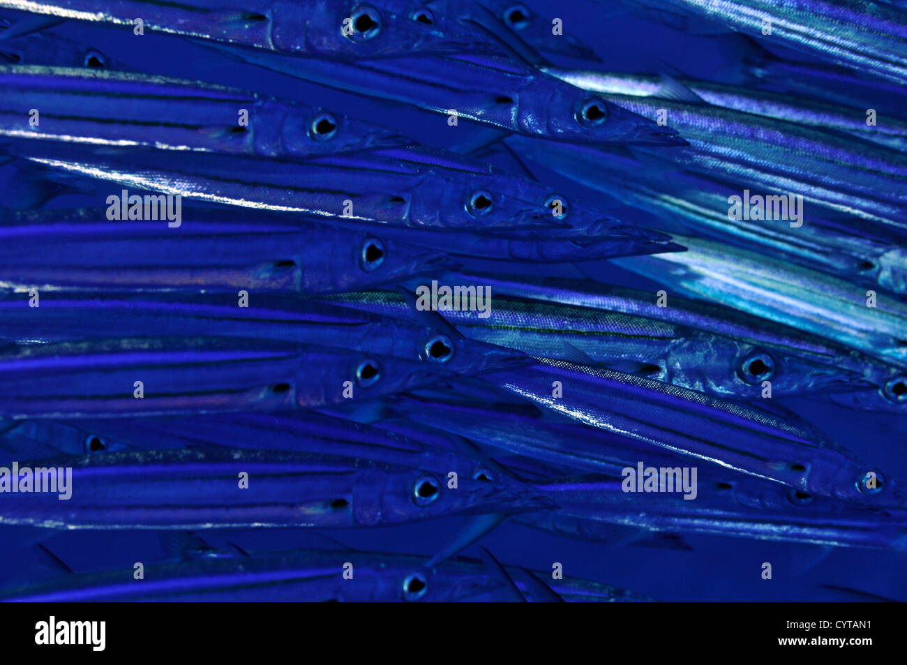 School of bigeye barracuda, Sphyraena forsteri, Pohnpei, Federated ...