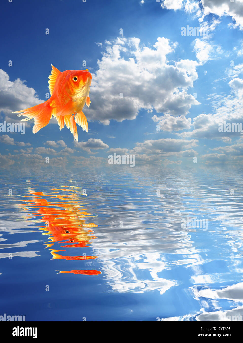 jumping goldfish and ocean with sky and water reflection Stock Photo ...