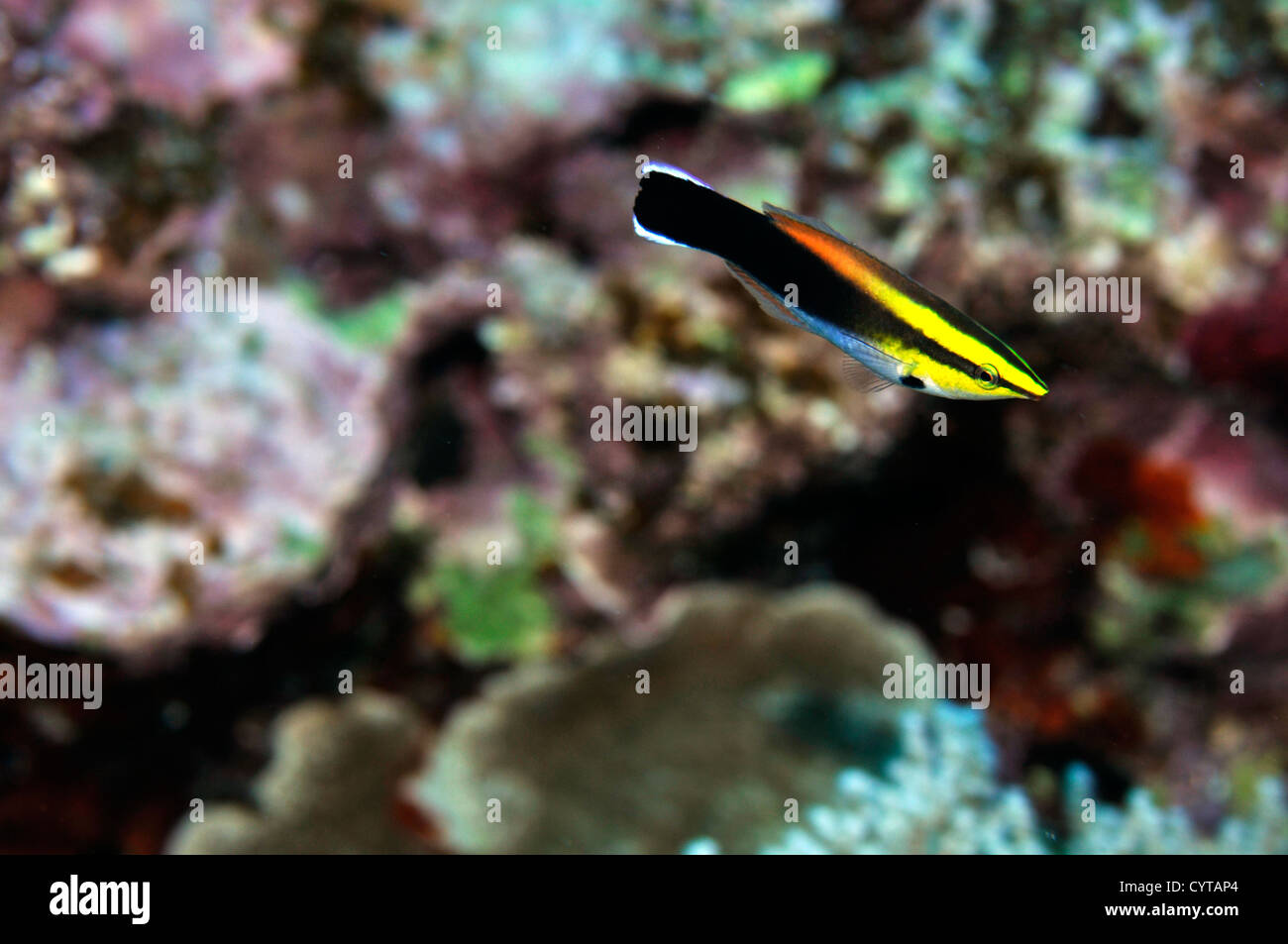 Labroides Pectoralis Labroides – Wikipédia