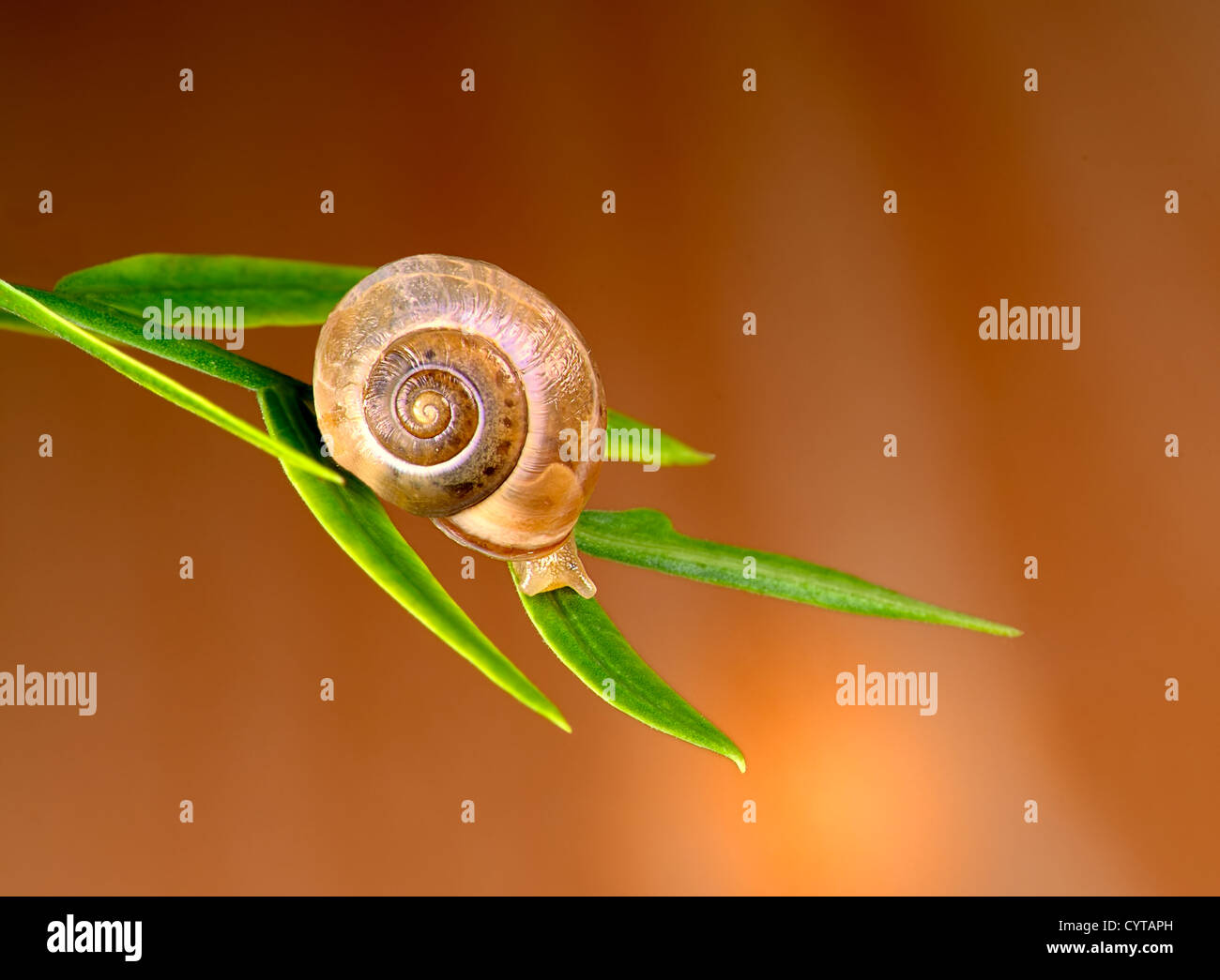 Shining on leaf hi-res stock photography and images - Alamy