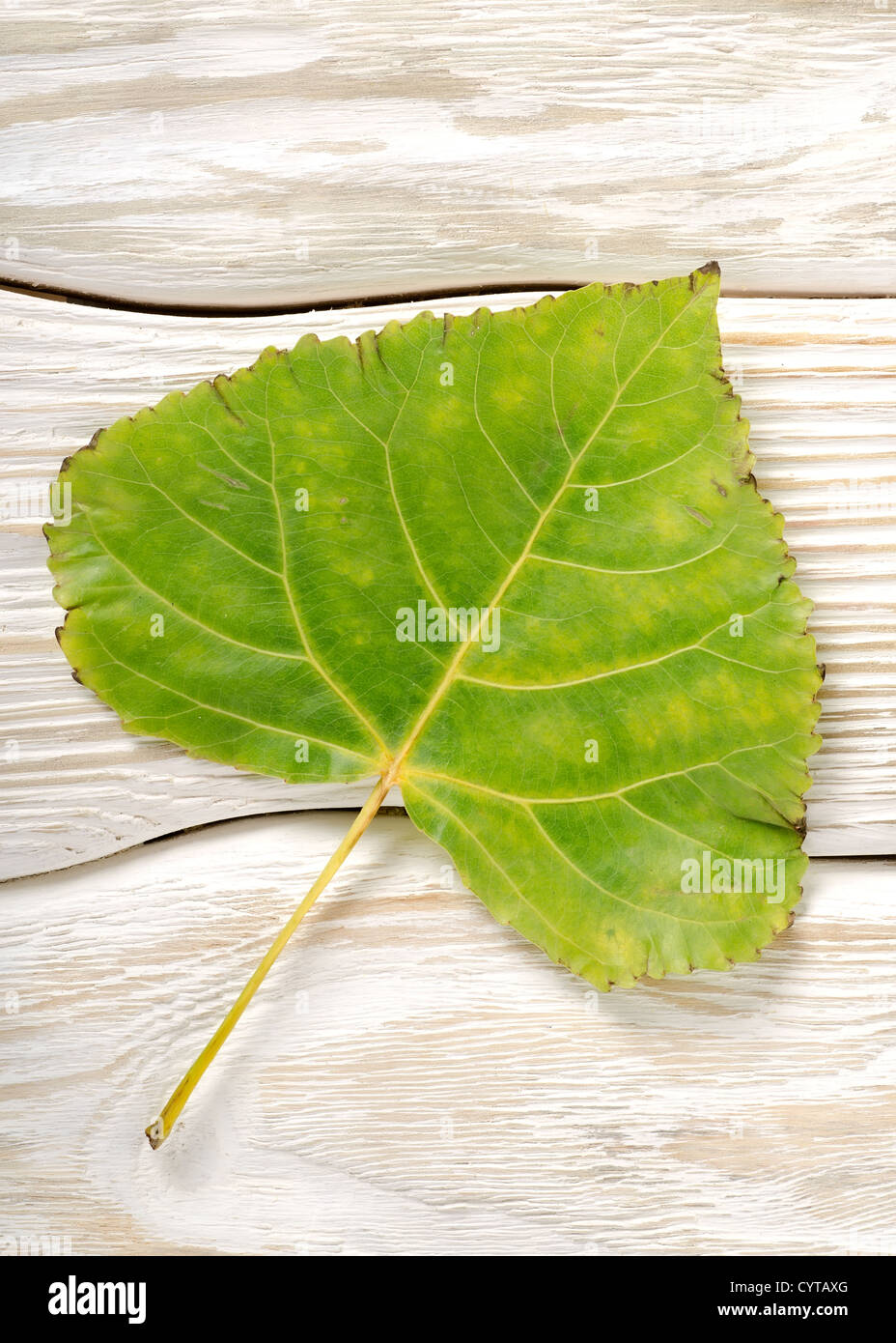 White poplar autumn hi-res stock photography and images - Alamy