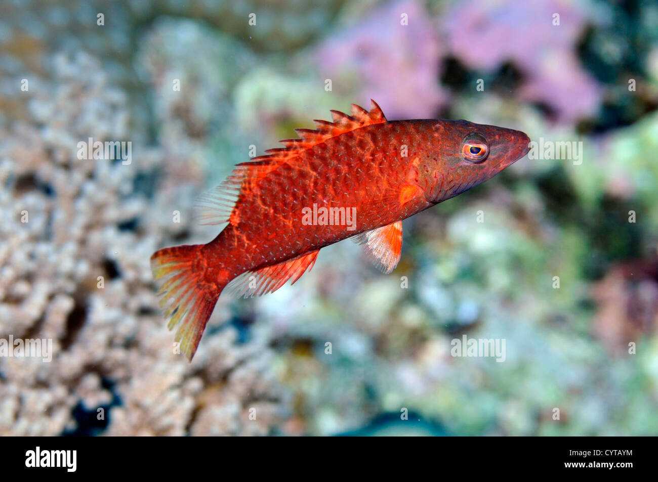 Red Scribbled Wrasse