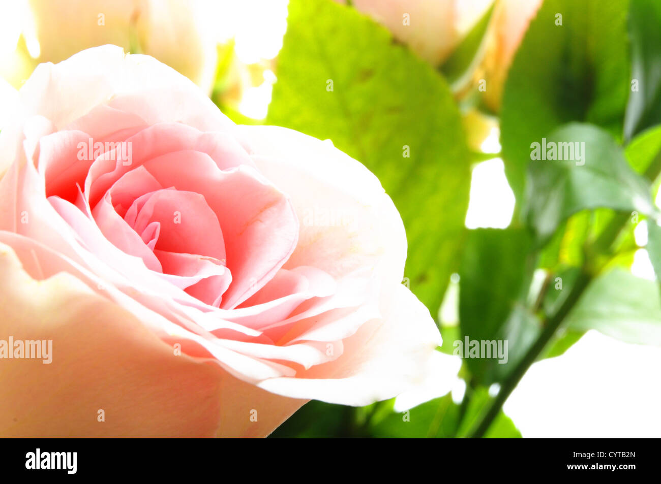flowers of pink roses on white background Stock Photo - Alamy