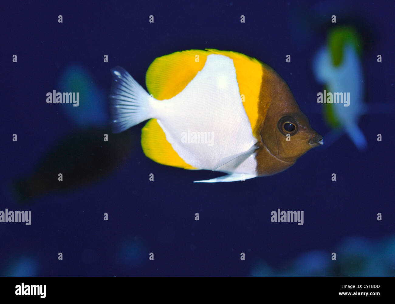 Yellow pyramid butterflyfish, Hemitaurichthys polylepis, Pohnpei ...