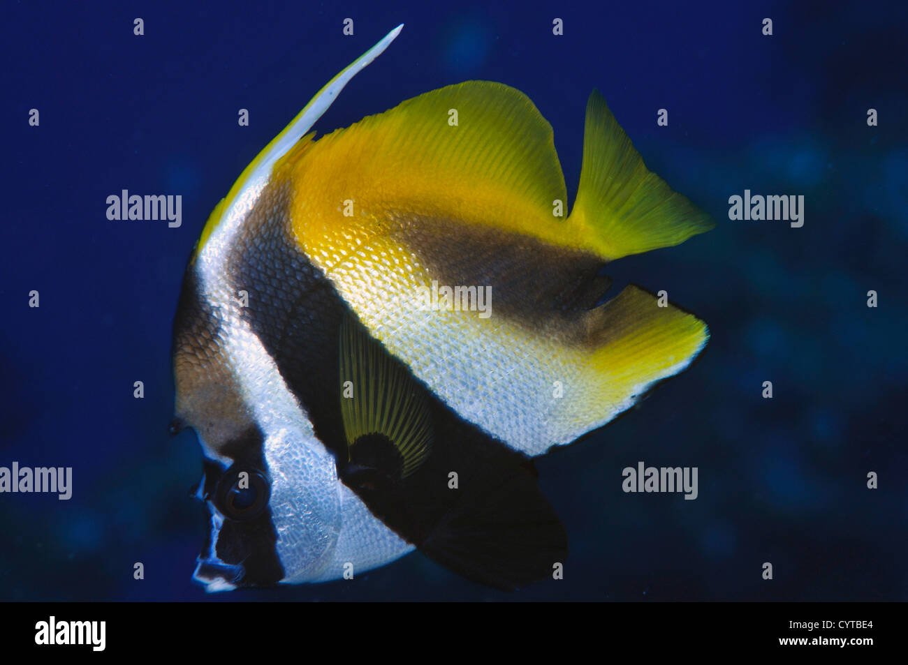 Masked bannerfish, Heniochus monocerus, Pohnpei, Federated States of ...