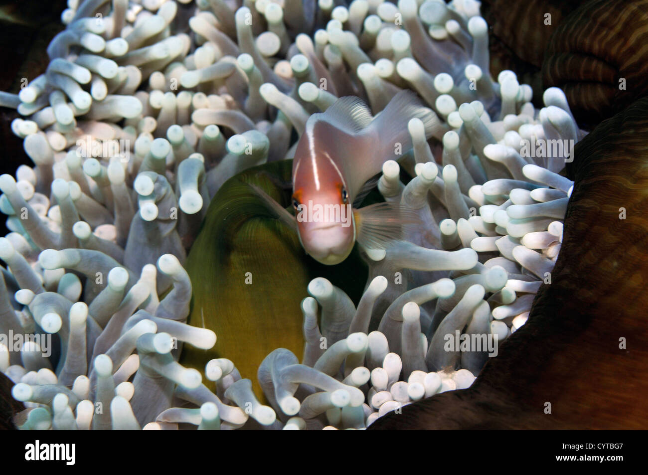 Pink anemonefish, Amphiprion periderion, in host anemone, Pohnpei ...