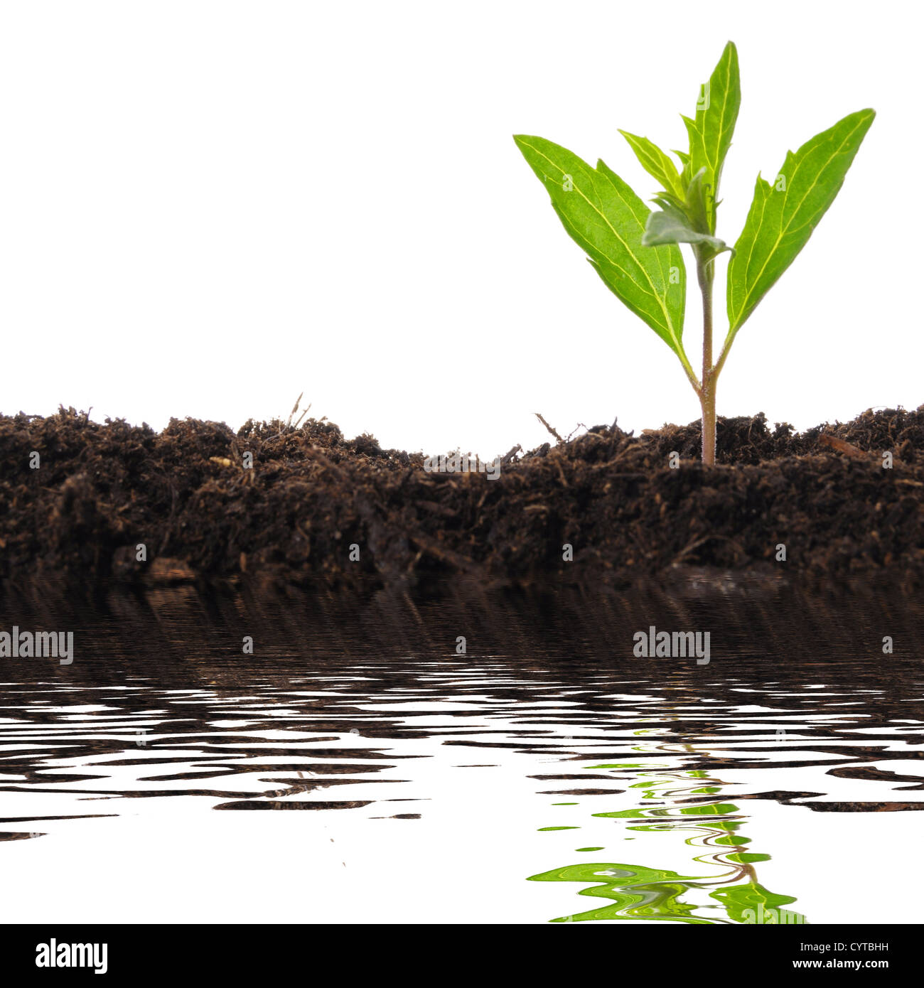 growth concept with small plant and water reflection Stock Photo - Alamy