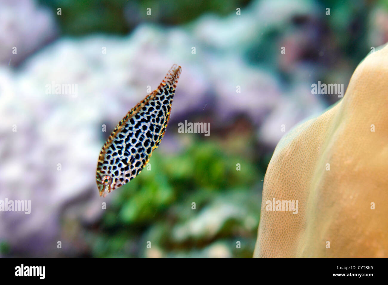 Leopard wrasse, Macropharyngodon meleagris, Pohnpei, Federated States ...
