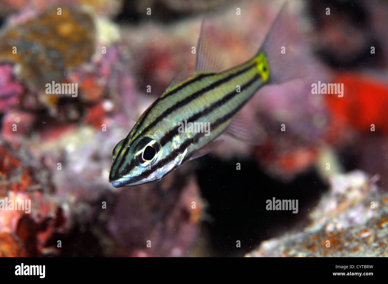 Striped cardinalfish, Apogon angustatus, Pohnpei, Federated States of ...