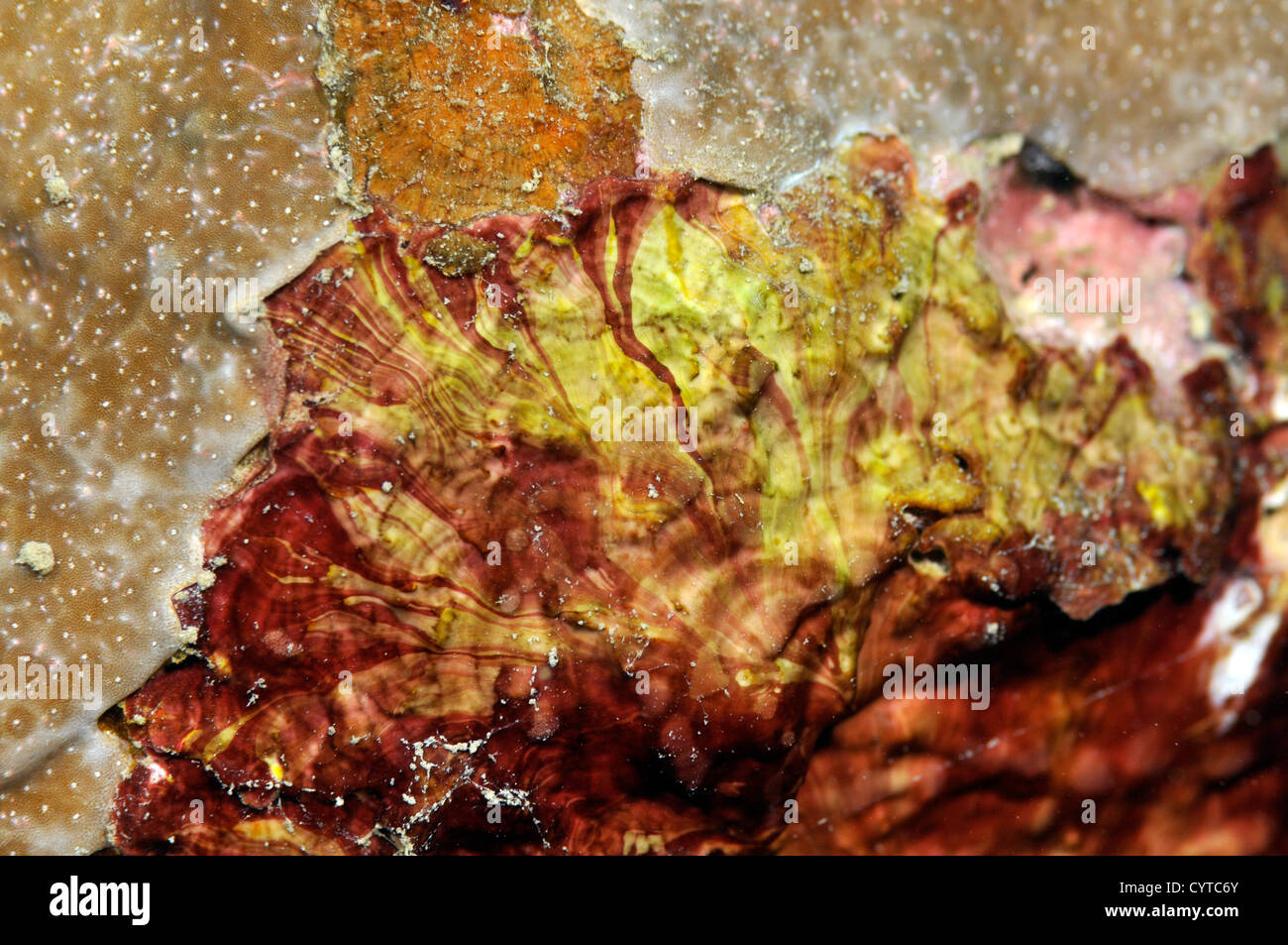 Encrusting sponge, Pohnpei, Federated States of Micronesia Stock Photo ...