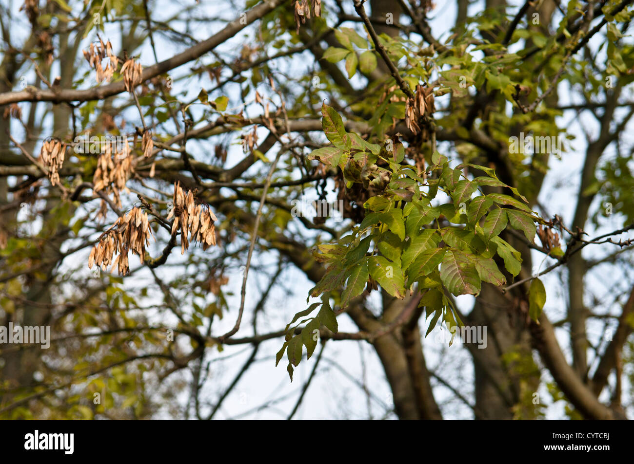 Fraxinus excelsior keys hi-res stock photography and images - Alamy
