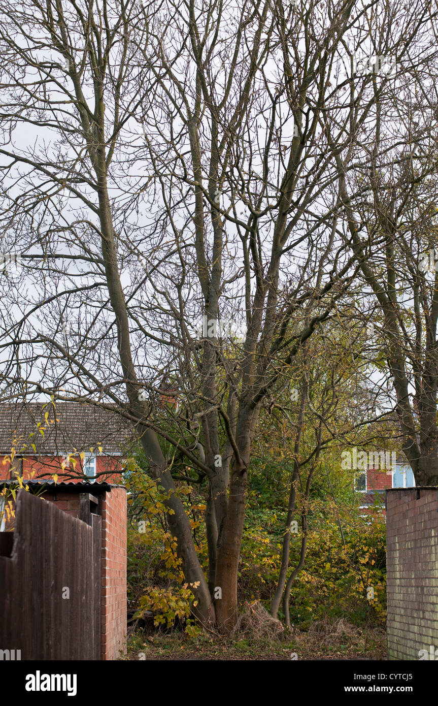 FRAXINUS EXCELSIOR ASH TREES GROWING IN URBAN SETTING Stock Photo - Alamy