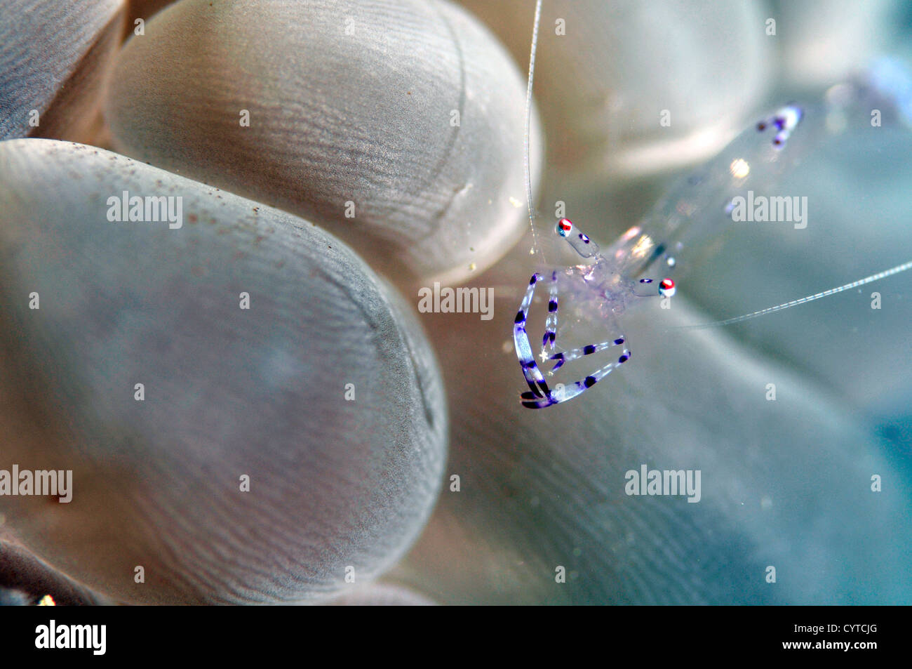 Commensal shrimp, Ancylomenes tosaensis, on bubble coral, Plerogyra sp ... Commensal shrimp, Ancylomenes tosaensis, on bubble coral, Plerogyra sp ...