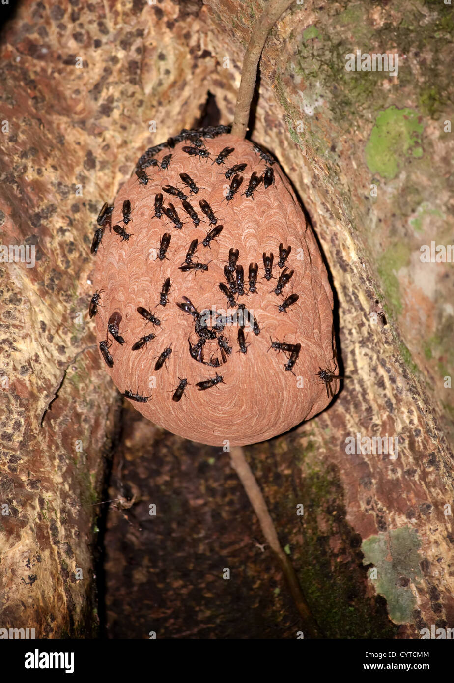 Paper wasps with nest in strangler fig tree in Costa Rica Stock Photo ...