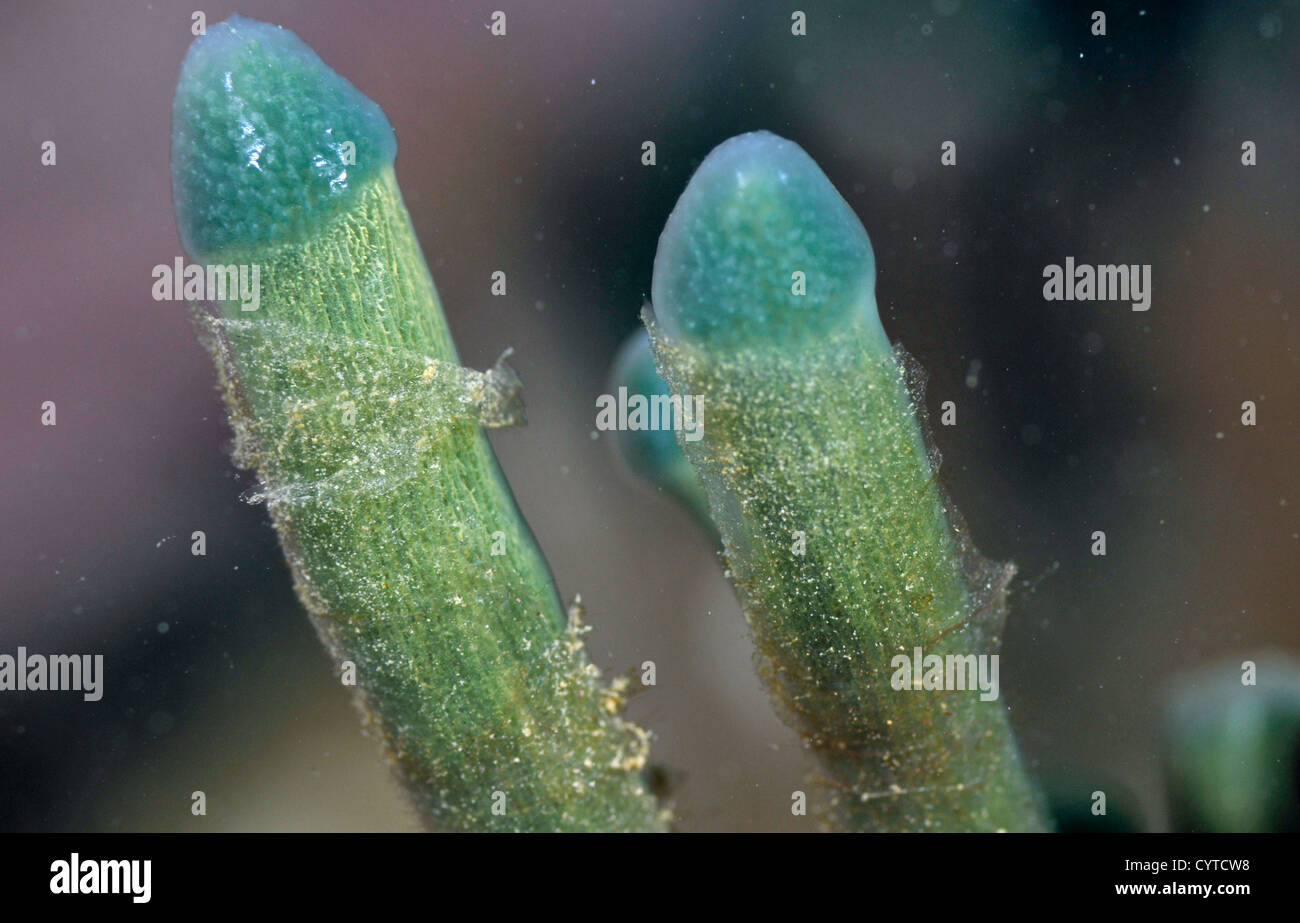 Macro algae hi-res stock photography and images - Alamy