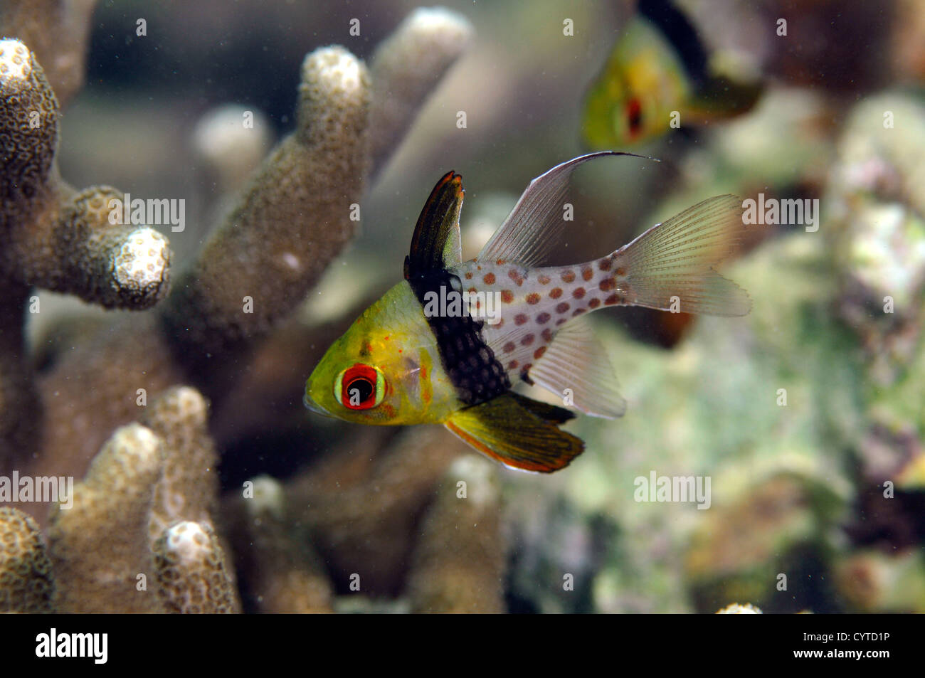 Mangrove Cardinalfish High Resolution Stock Photography and Images - Alamy